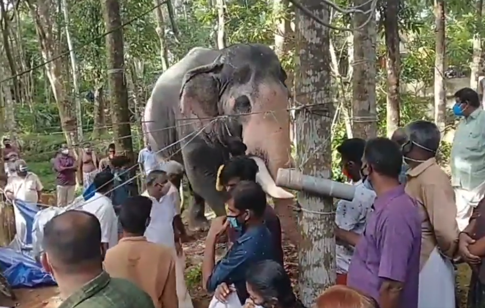Elephant Bids Farewell To Mahout Who Succumbed To Cancer
