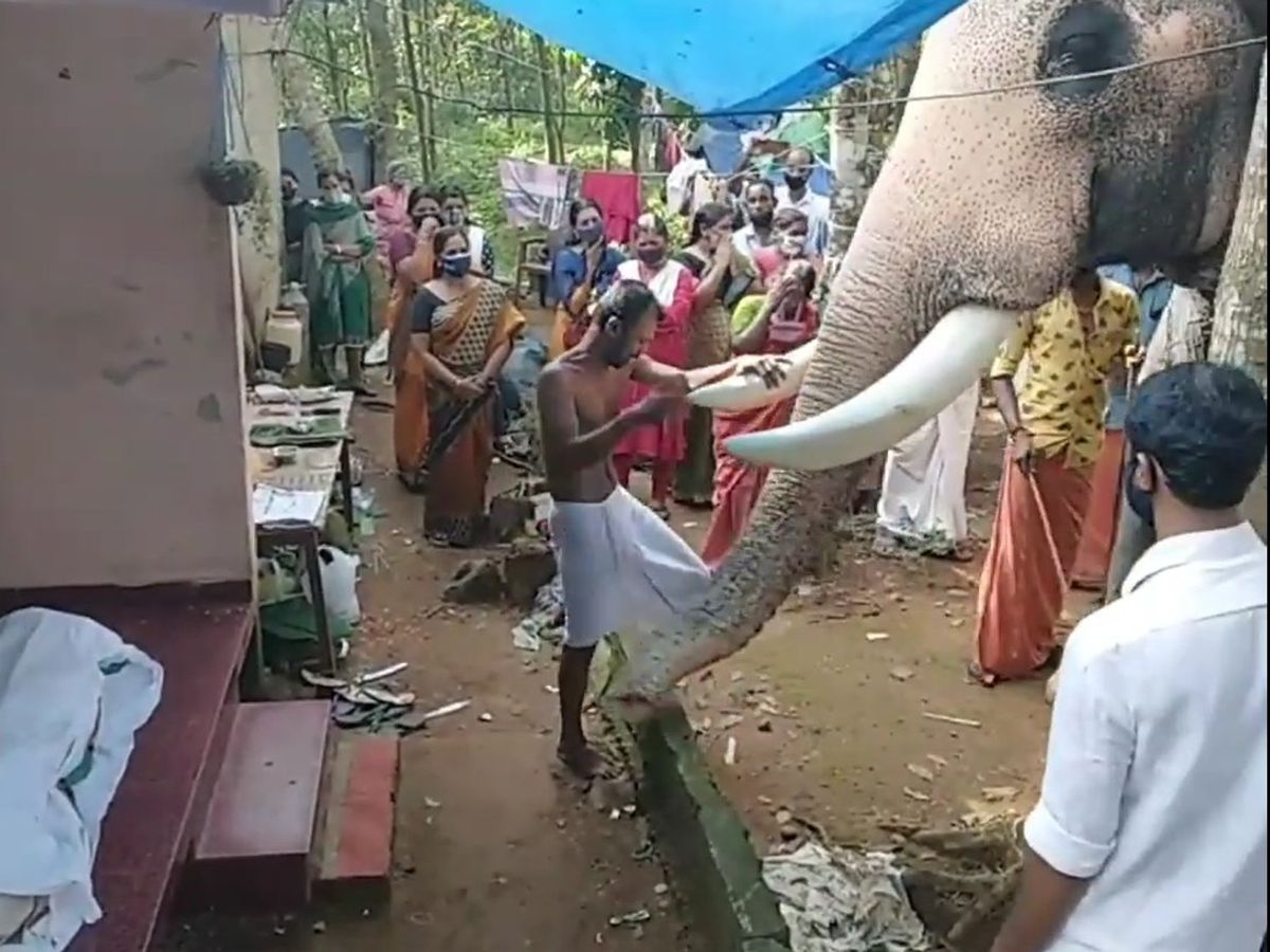 Elephant Bids Farewell To Mahout Who Succumbed To Cancer