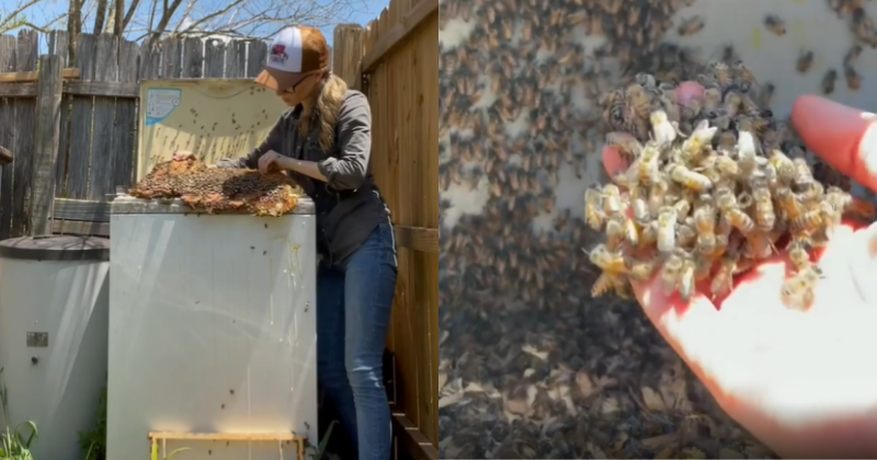 Beekeeper Scoops Out Bee Colony From Washing Machine With Her Bare Hands!
