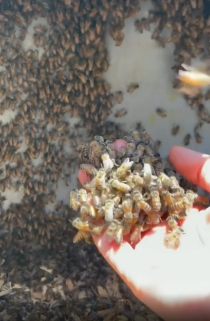 Beekeeper Scoops Out Bee Colony From Washing Machine With Her Bare Hands!