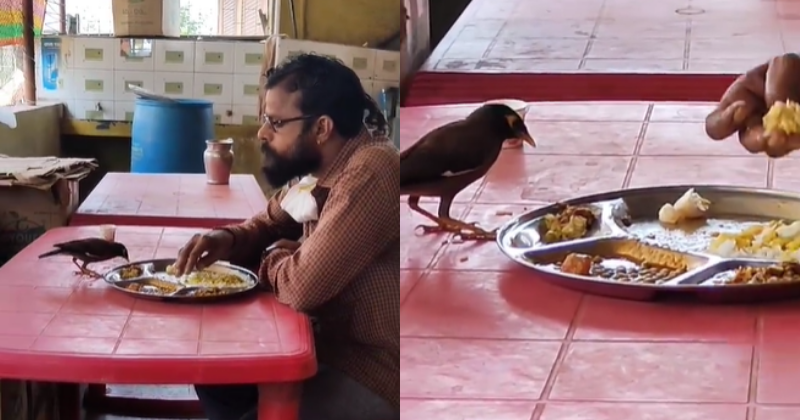 Watch: Man Shares His Food With A Bird