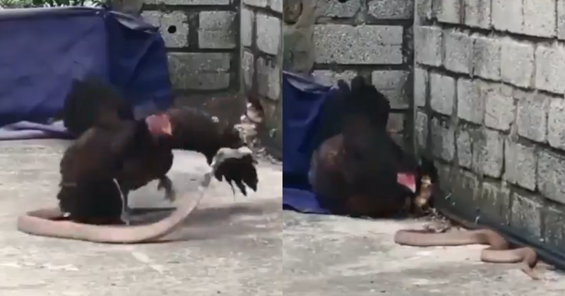Chicken Fights Off Snake To Protect Her Children