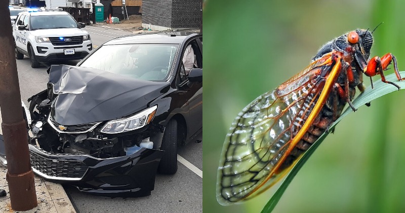 Cicada Causes Car Crash After Smacking Into Driver's Face In Cincinnati