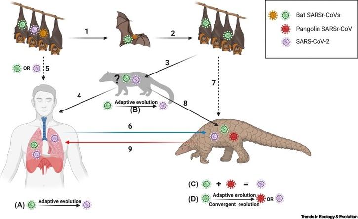 From Bird Flu To SARS And COVID-19: Virus Infections On Humans 'First ...