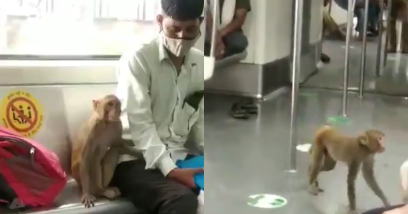 Watch: Monkey Shows Up In Delhi Metro