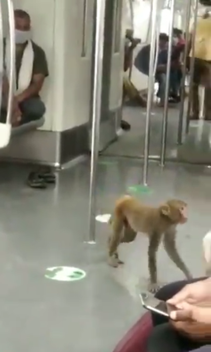 Watch: Monkey Shows Up In Delhi Metro