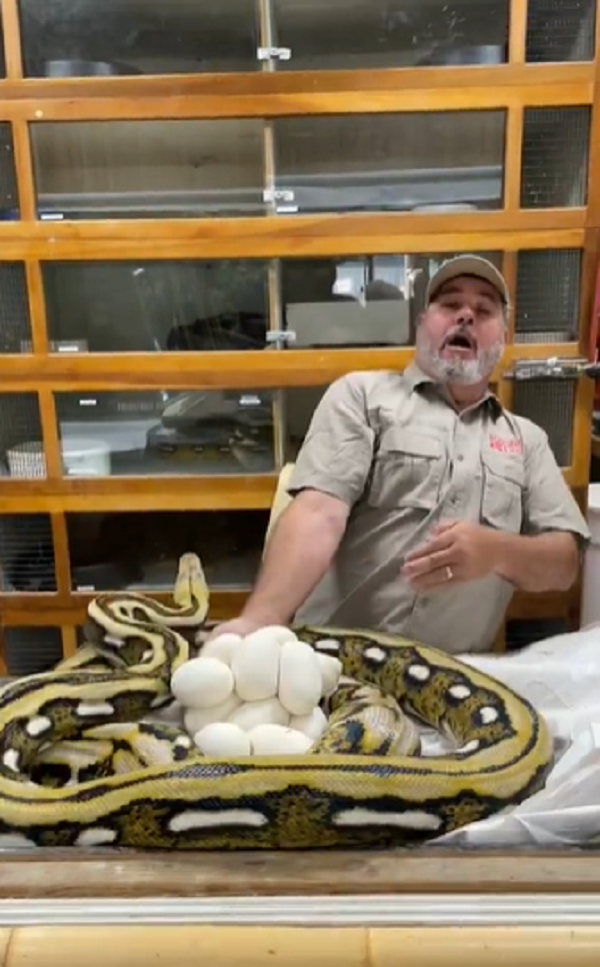 Watch: Zookeeper Gets Bitten On The Face By A Python