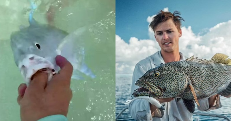 Fisherman Fights Off Three Sharks Trying To Snatch His Fish