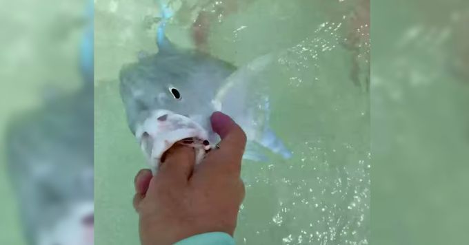 Fisherman Fights Off Three Sharks Trying To Snatch His Fish