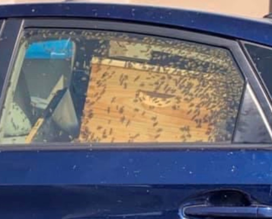 Woman Drives Car Filled With Hundreds Of Bees Swarming Inside