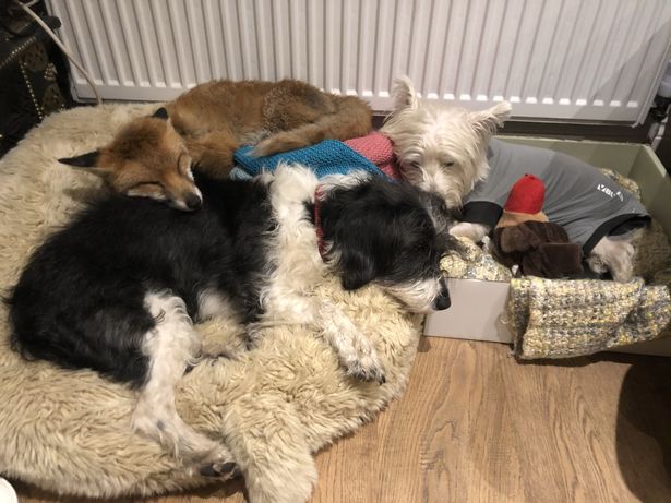 Disabled Dog Becomes Guide For Blind Fox