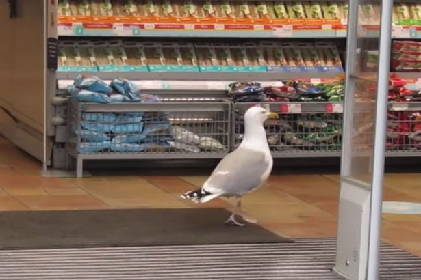 Seagull Coolly Enters A Supermarket, 'Steals' A Packet Of Chips And ...