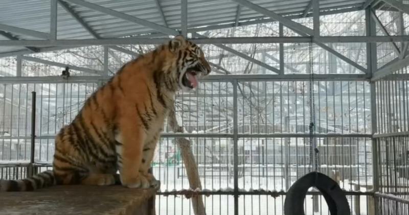 ‘Singing Tiger’ Is A Hit Online