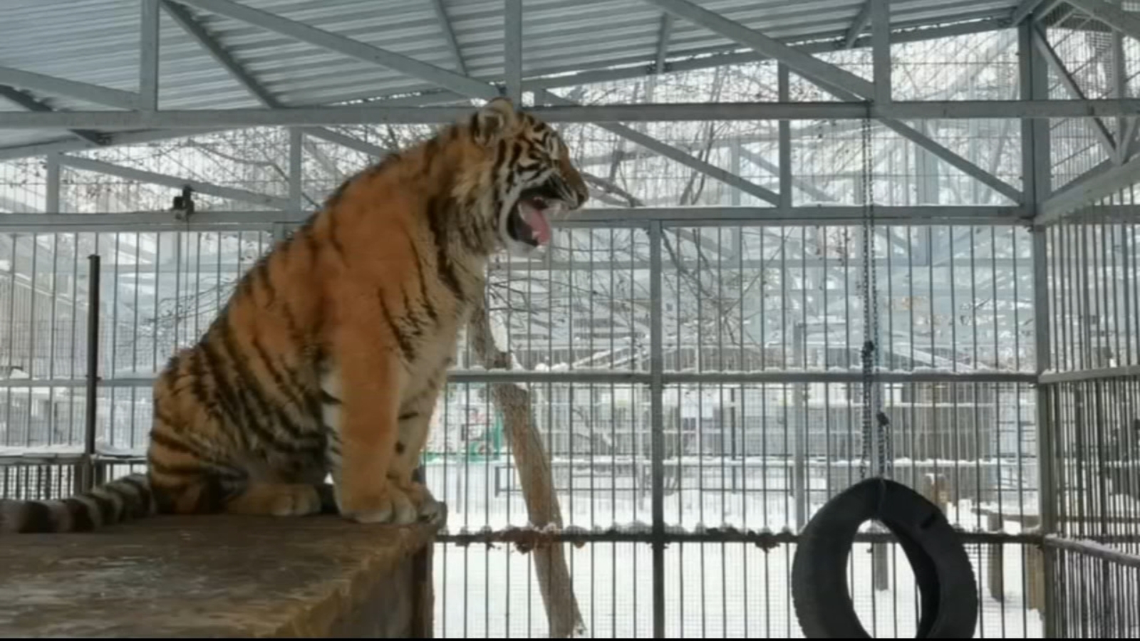‘Singing Tiger’ Is A Hit Online
