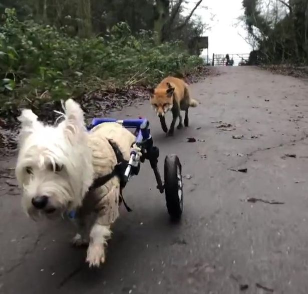 Disabled Dog Becomes Guide For Blind Fox