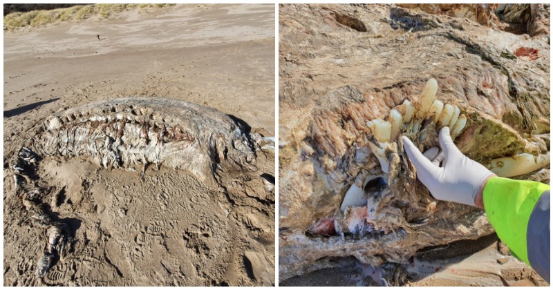 Mysterious Sea Creature With No Head Washes Up On A Welsh Beach