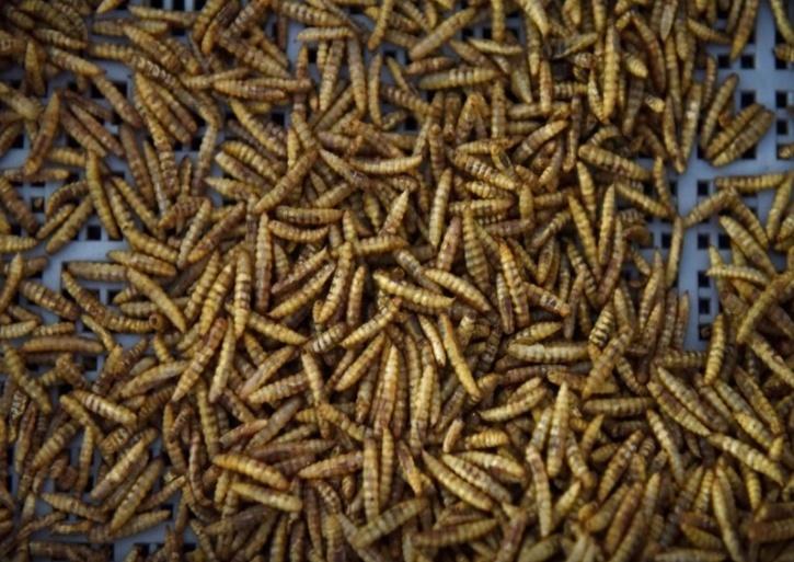 How Munching Maggots In Singapore Are Turning Food Waste Into ...