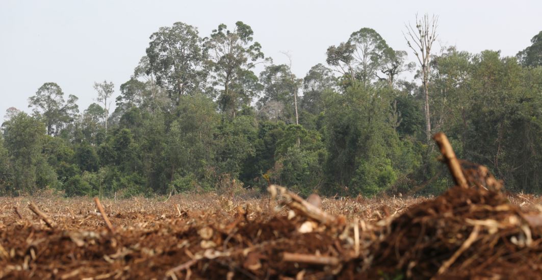 Two-Thirds Of The World's Tropical Rainforests Have Been Destroyed ...