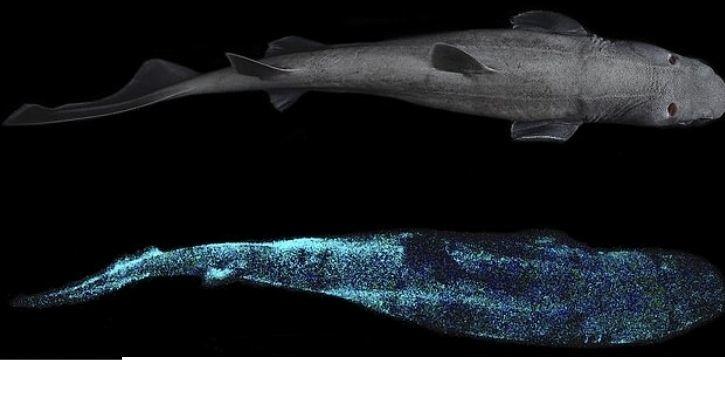 World's Largest Glowing Shark Found, Which Lures Prey With Its ...