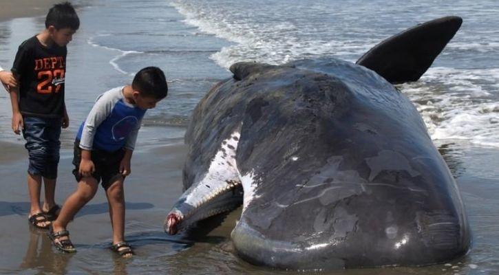25% Marine Mammals On Brink Of Extinction From Climate Change And Pollution