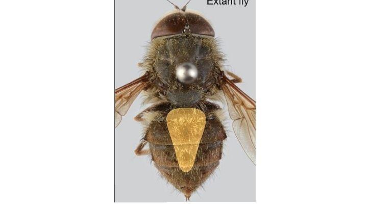 Oldest Ever Fly With Stomach Full Of Food Found After 47 Million Years