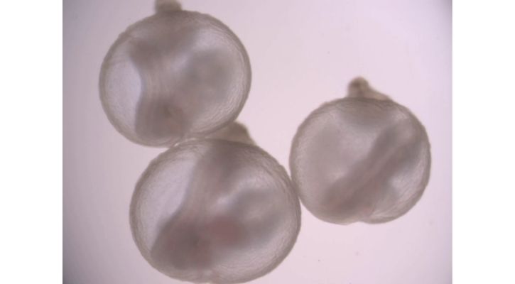 First Time Ever, Scientists Grow Mouse Embryos In An Artificial Womb