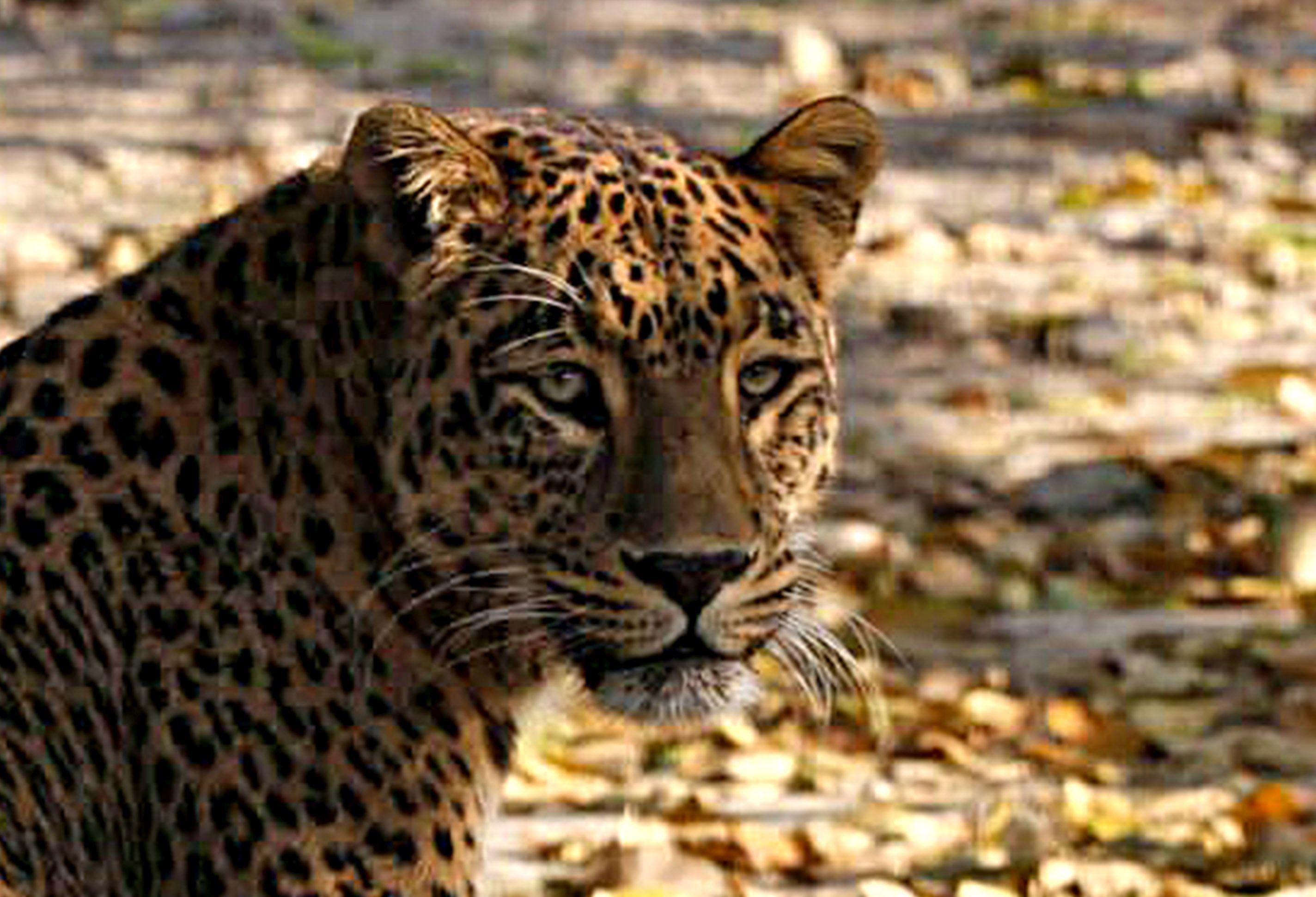 Mumbai's 'Urban Leopards' And The Growing Human-Animal Conflict: What ...