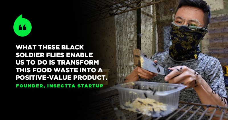 How Munching Maggots In Singapore Are Turning Food Waste Into ...