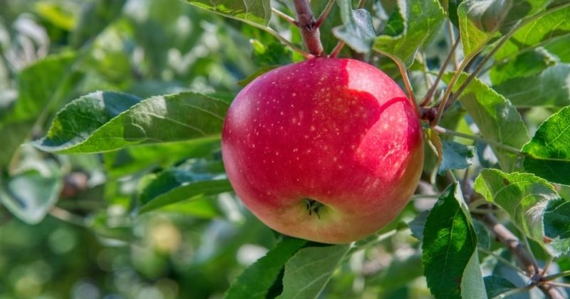 Kazakhstan Is Birthplace Of All Apples, Reveals Genome Study