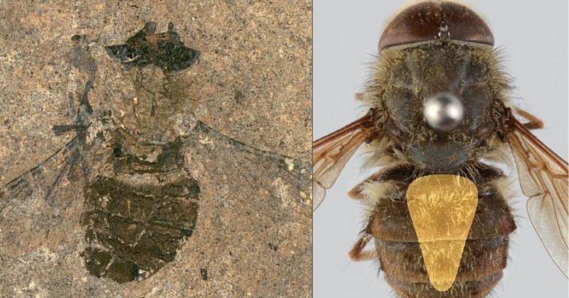 Oldest Ever Fly With Stomach Full Of Food Found After 47 Million Years