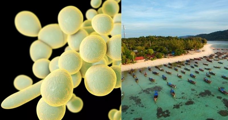 Scary Drug-Resistant Superbug Found In Andaman Islands, 1st Time In The ...