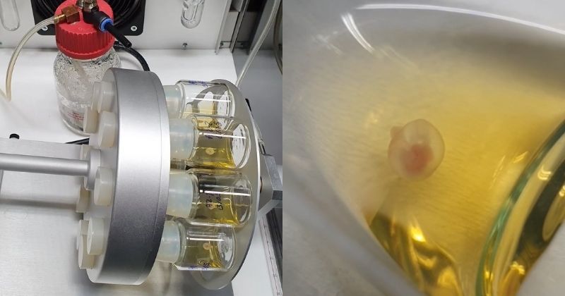First Time Ever, Scientists Grow Mouse Embryos In An Artificial Womb