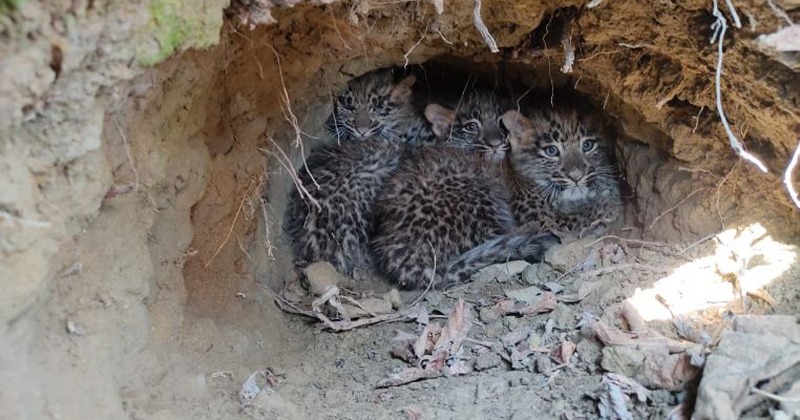 Heartwarming Video Shows Leopard Cubs Reunited With Mum After Being ...