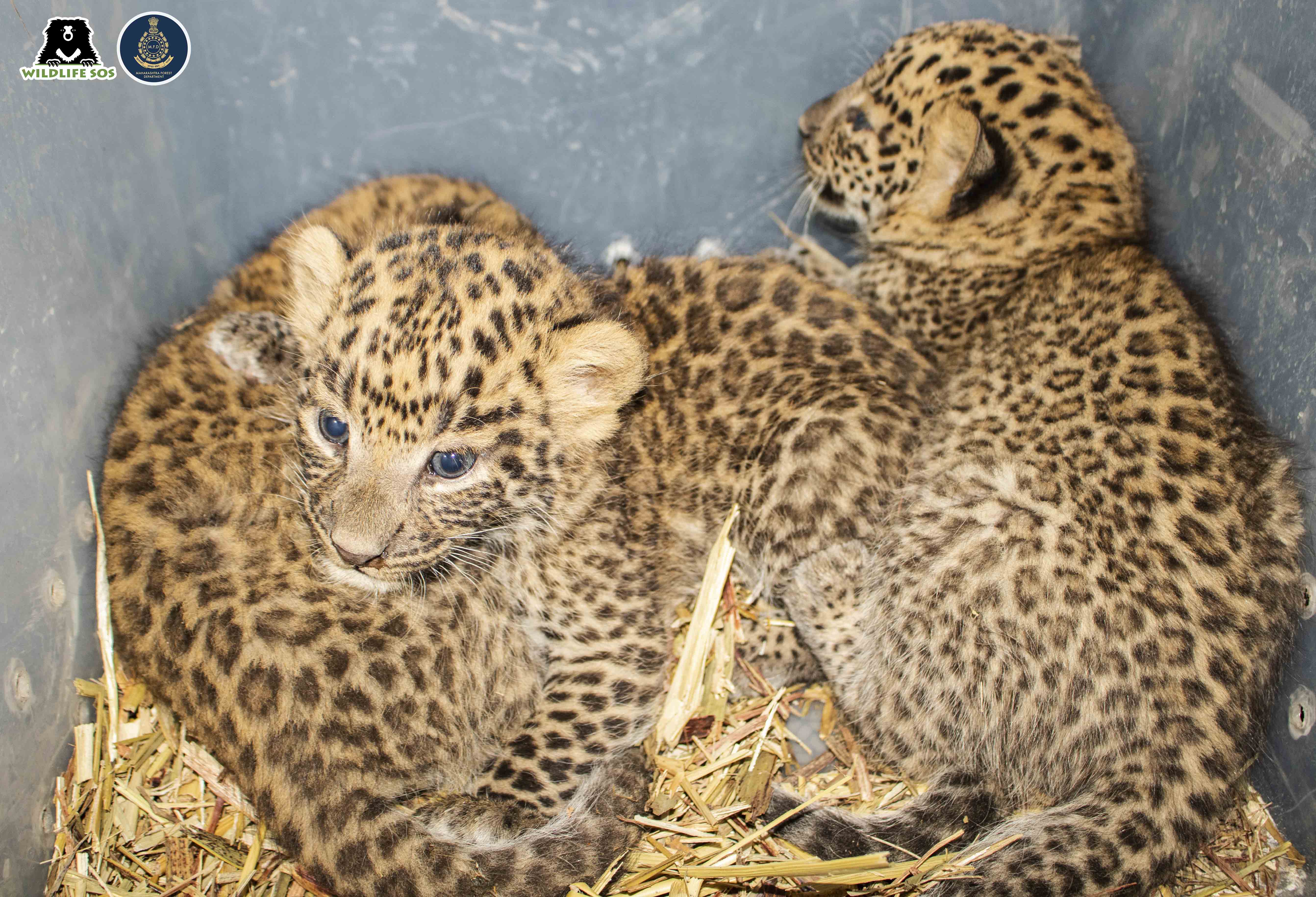 Three Leopard Cubs Found In A Pune Sugarcane Field Reunited With Their ...