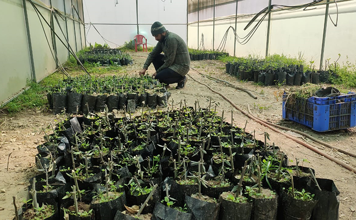 A Day In The Life Of An Olive Farmer In Kashmir: How They're Trying To ...