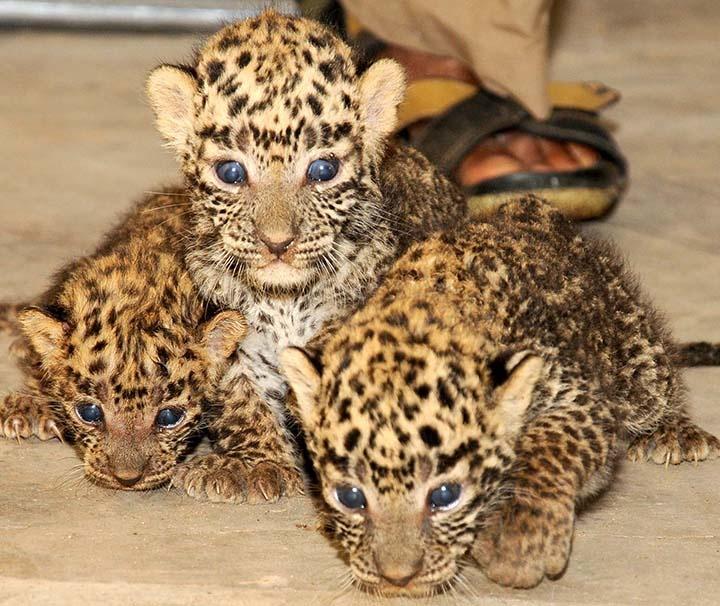 Heartwarming Video Shows Leopard Cubs Reunited With Mum After Being ...