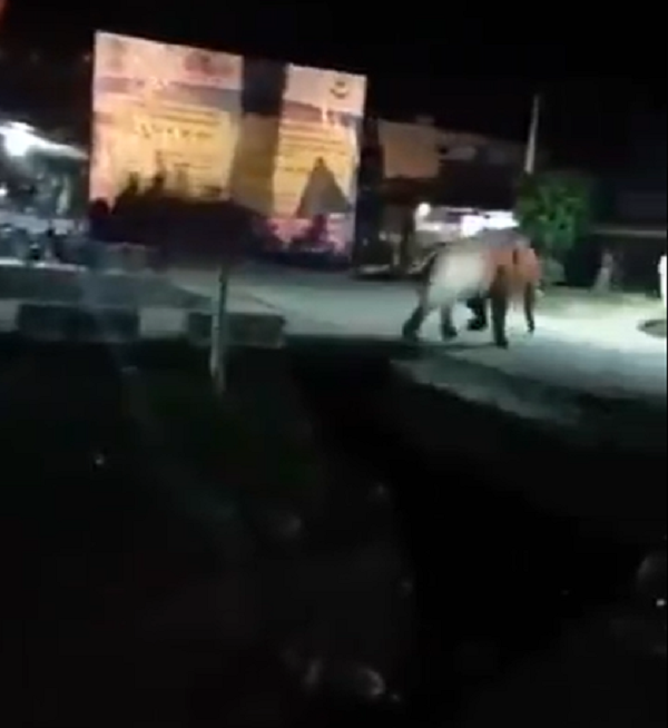 Elephant Chased Away By Large Crowd Of People