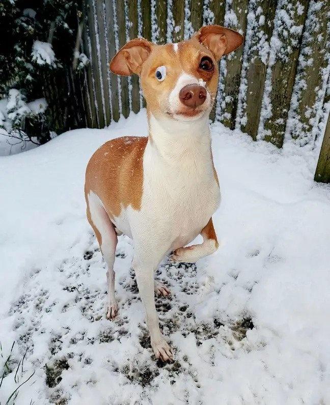 Woman Sticks Googly Eye On Dog's Missing Eyeball