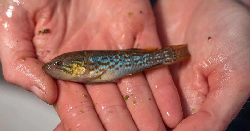 'Zombie' Fish Declared Extinct In 1998 Is Discovered Living In ...