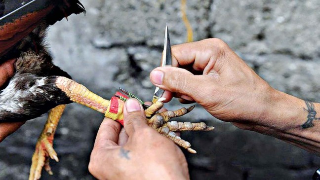 Rooster Kills Owner With Blade During Cockfight