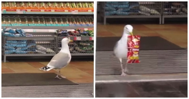 Seagull Coolly Enters A Supermarket, 'Steals' A Packet Of Chips And ...