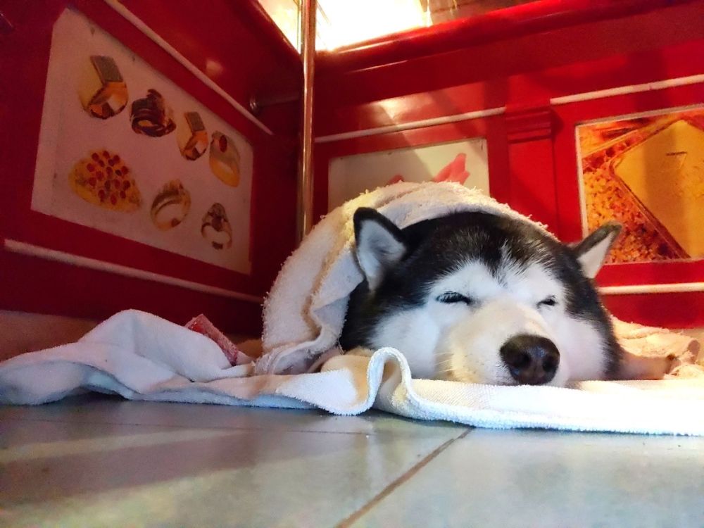 Guard Dog Takes A Nap During Mock Robbery Drill
