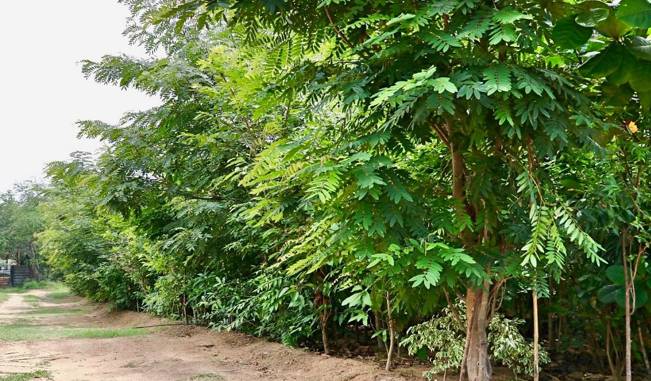 Japan's Miyawaki Method Being Employed In Varanasi To Plant Trees