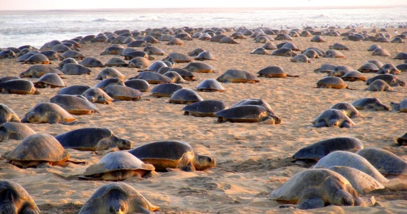 Millions Of Olive Ridley Turtles Begin Their Journey