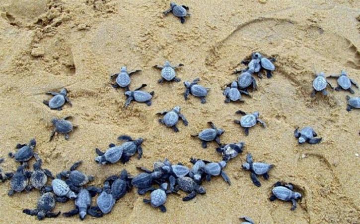 1.48 Crore Endangered Olive Ridley Turtles Born At Odisha's Gahirmatha ...