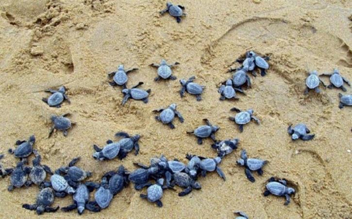 1.48 Crore Endangered Olive Ridley Turtles Born At Odisha's Gahirmatha ...
