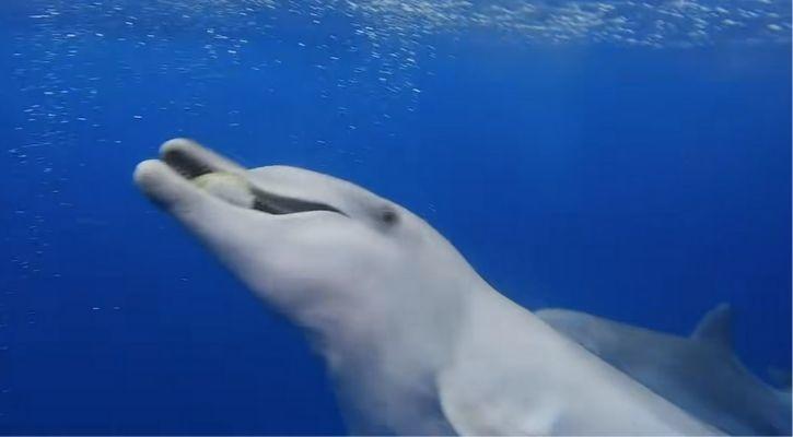 Dolphins Bite On Puffer Fish To Get ‘High’, And Pass It Among Each Other