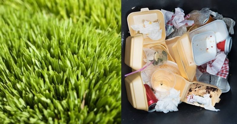 Scientists Develop Grass-Based Food Packaging Containers Instead Of Plastic