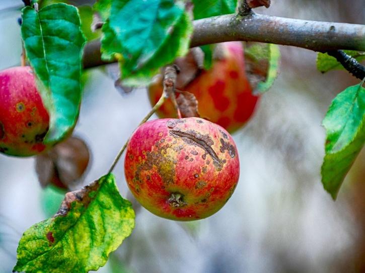 Experts Warn Of Possible 'Apple Scab' Outbreak In Himachal Pradesh, Here's What It Means