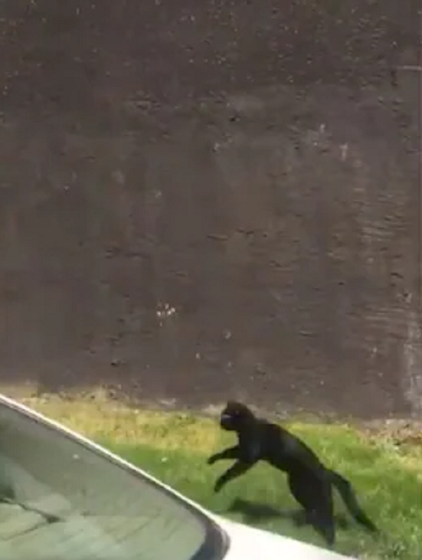 Cat Jumps From The Fifth Floor After Building Catches Fire